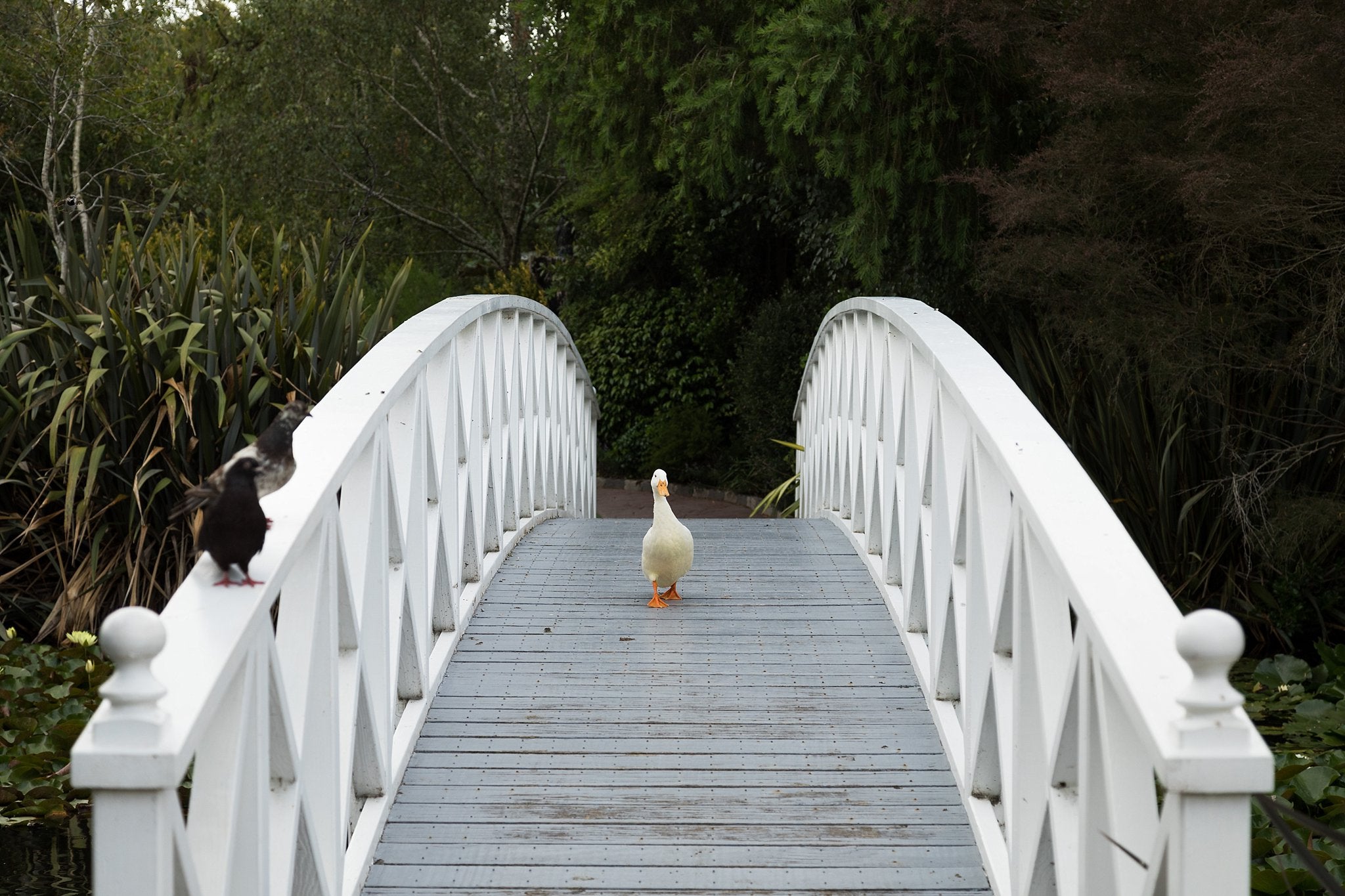 Why you have to go to Ngatea Water Gardens – Getting Lost